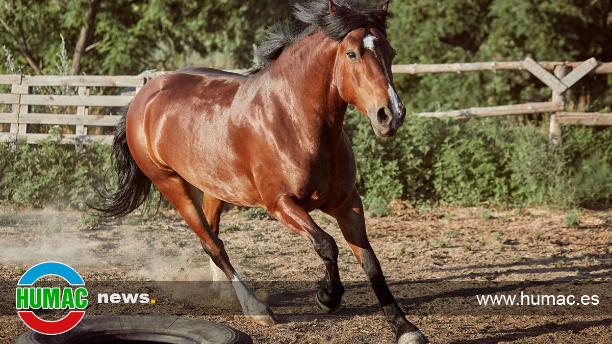 Guía práctica para una alimentación equina adecuada - Humac