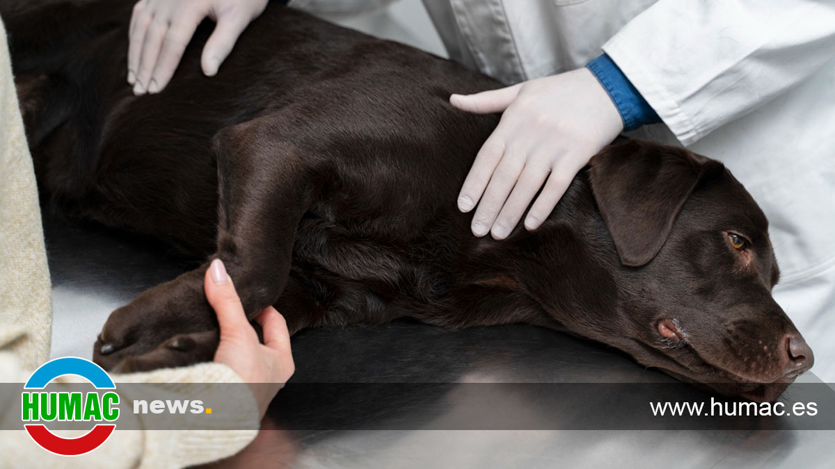 Ten cuidado con el cáncer en los perros, así puedes detectarlo - Humac