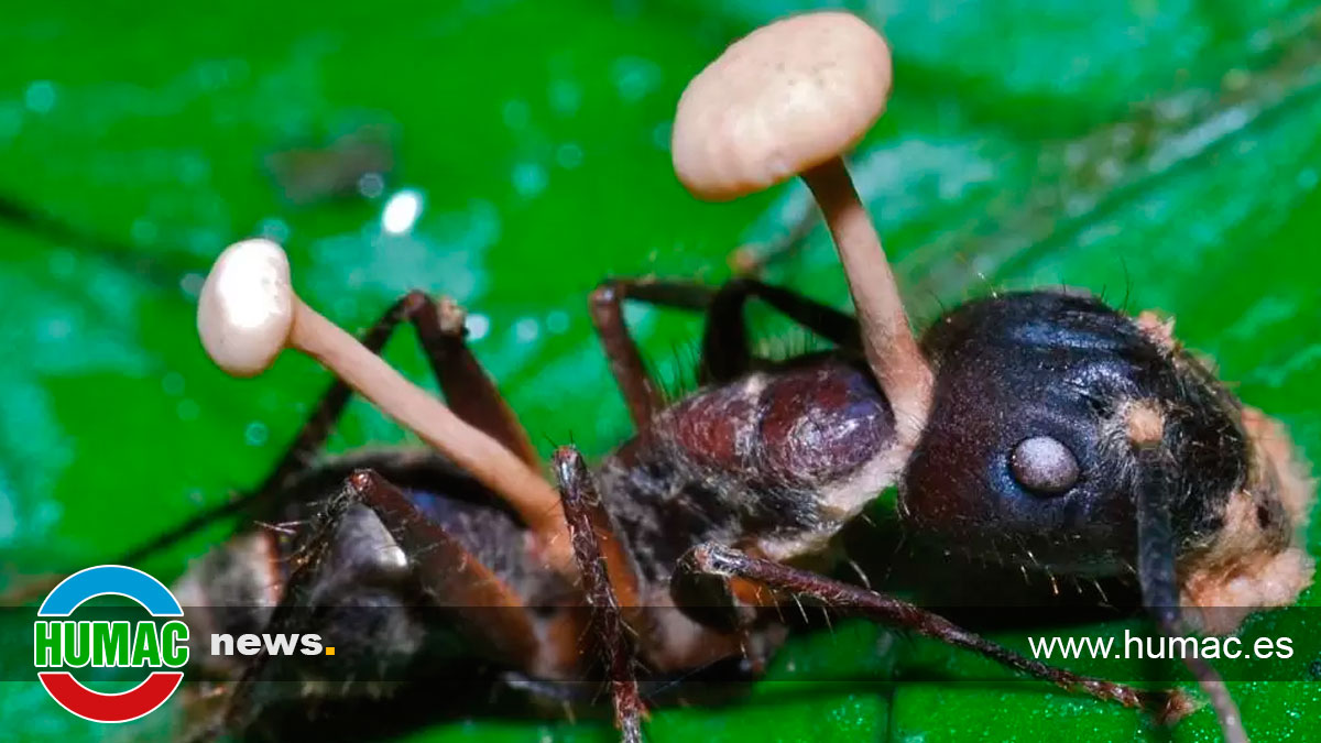 El hongo de The Last Of Us que ya existe en animales - Humac