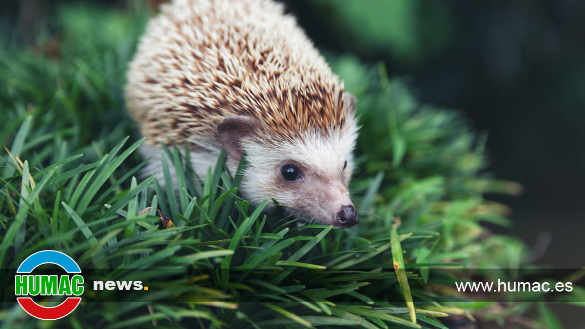 3 animales que hibernan muy raros - Humac