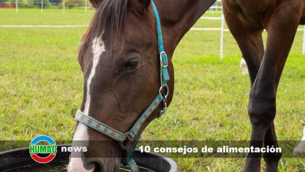 10 consejos de alimentación de caballos - Humac