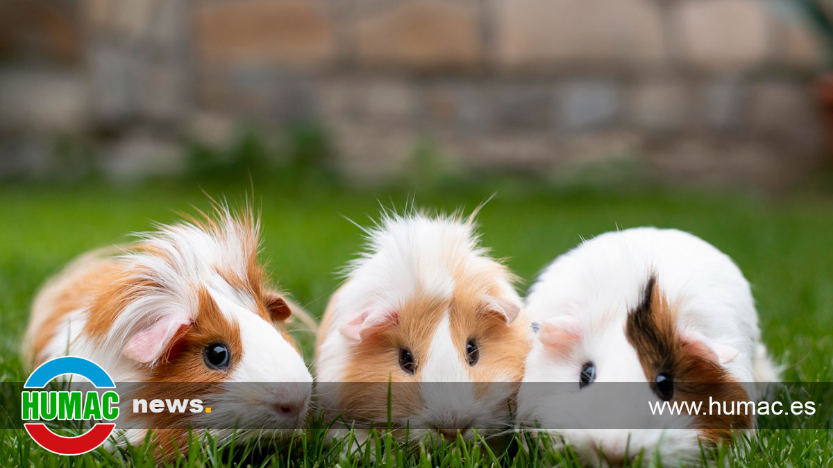 Canibalismo en animales ¿por qué es tan común? - Humac