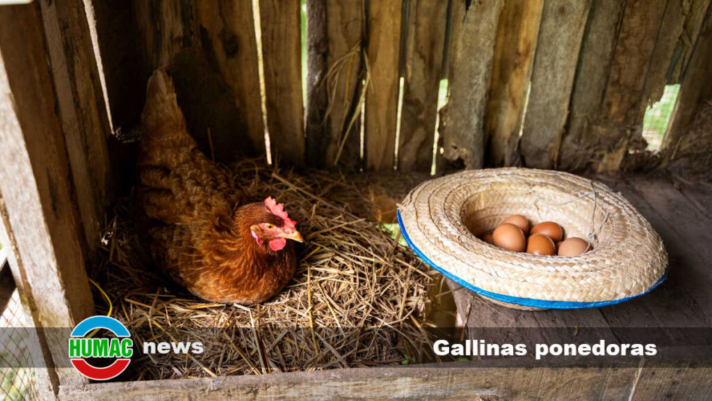 Gallinas ponedoras ¿Cómo criarlas? - Humac