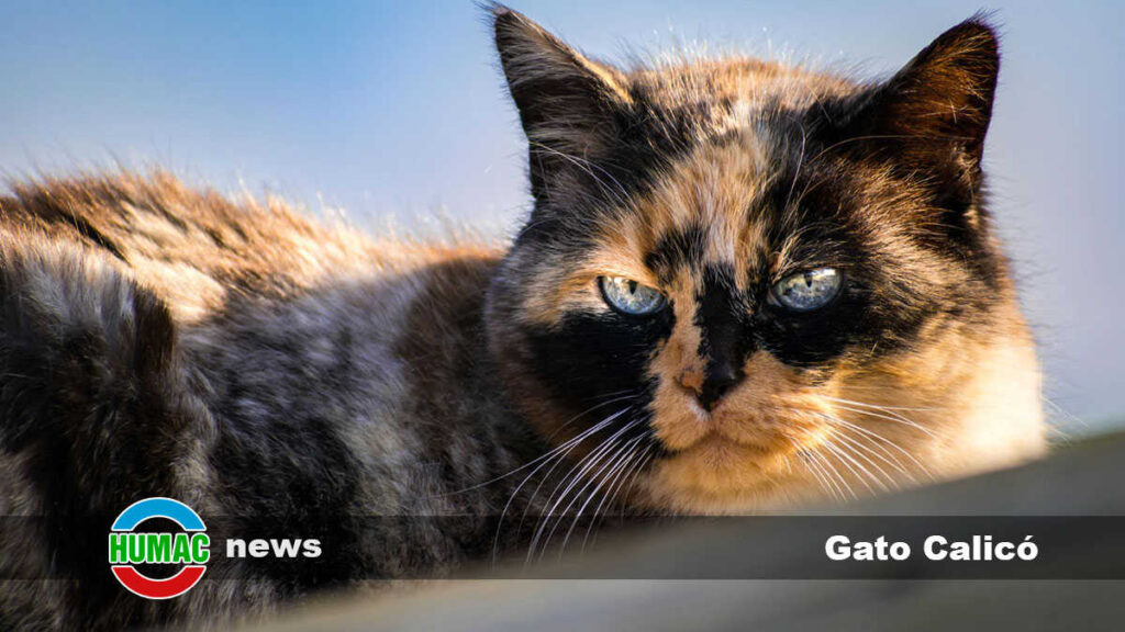 Gato Calicó: Un gato que no tiene machos - Humac