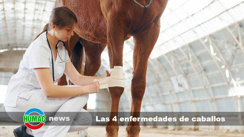 Las 4 enfermedades de caballos más comunes. - Humac