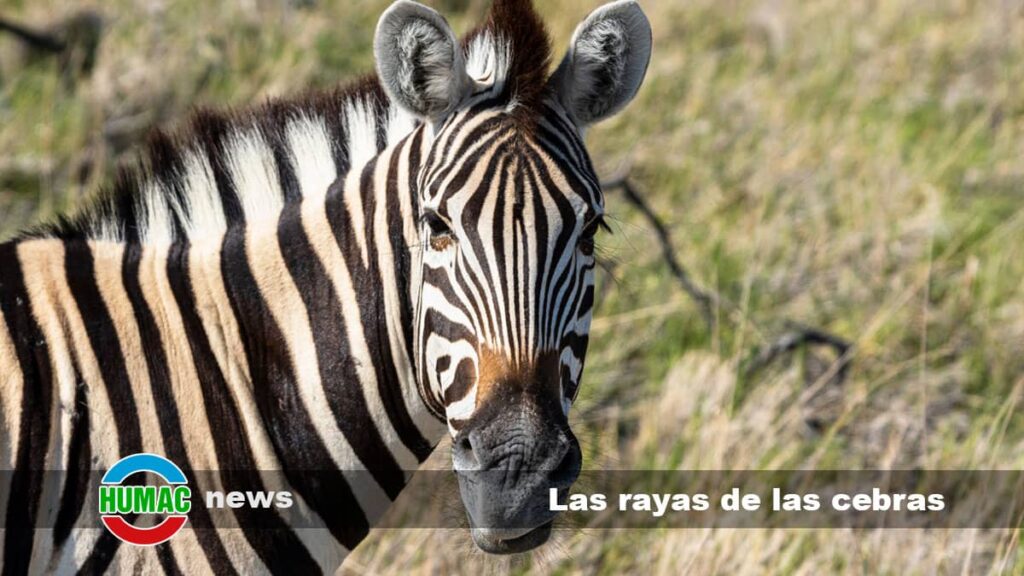 Para esto funcionan las rayas de las cebras, lo confirmo la ciencia - Humac