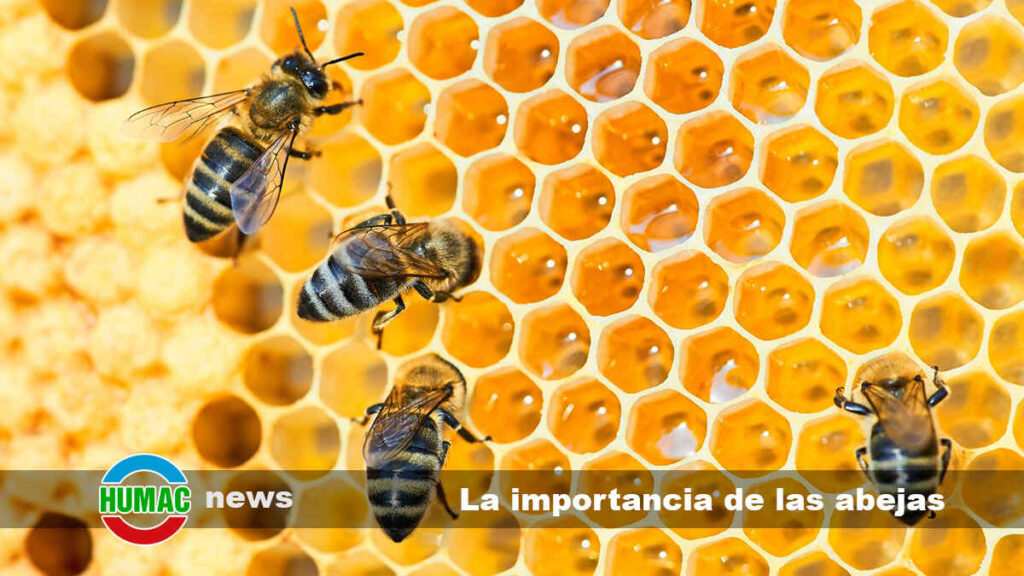 La importancia de las abejas en la economía mundial - Humac