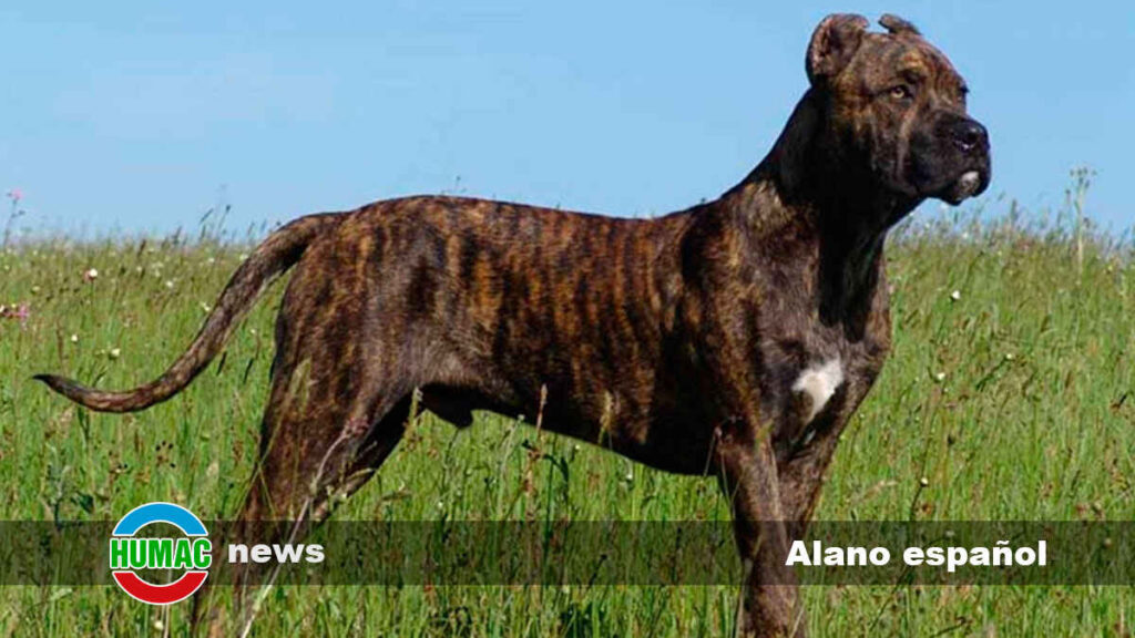 Raza autóctona: Alano Español - Humac