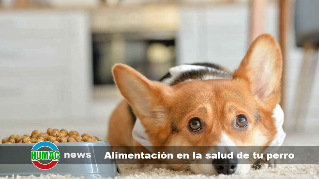 La importancia de una buena alimentación para la salud de tu perro - Humac