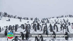 ¿Cuál es el ciclo de vida de los pingüinos y cómo se reproducen? - Humac