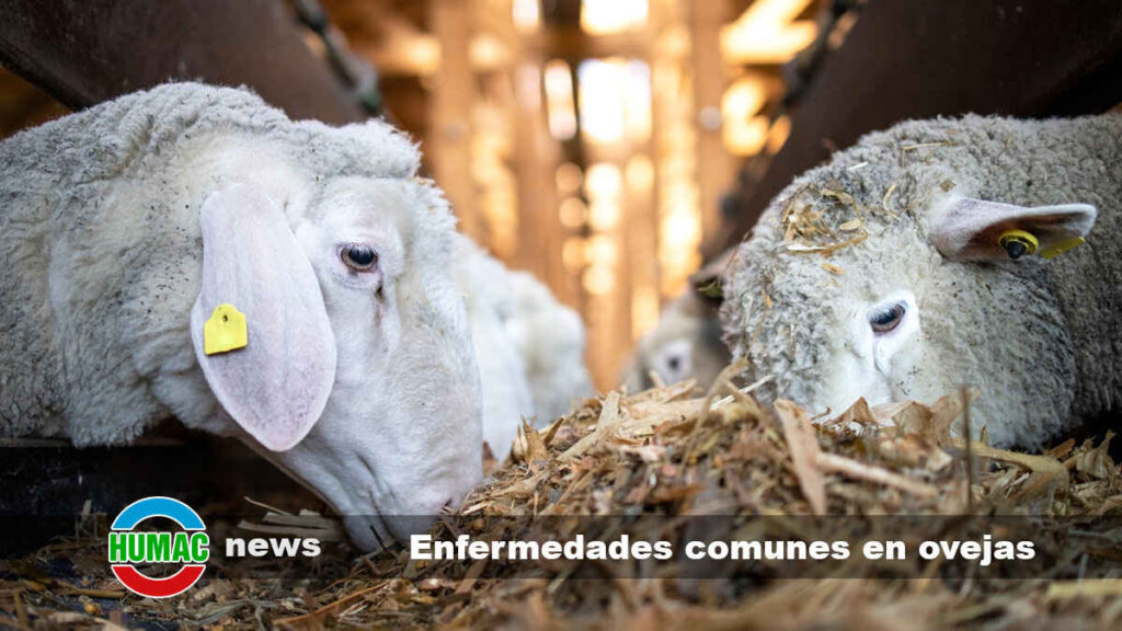 Cómo prevenir enfermedades comunes en ovejas - Humac
