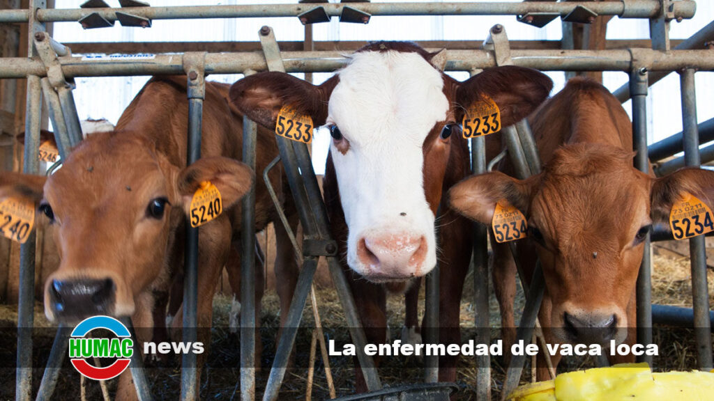 La enfermedad de vaca loca: qué es y cómo afecta a la salud humana - Humac