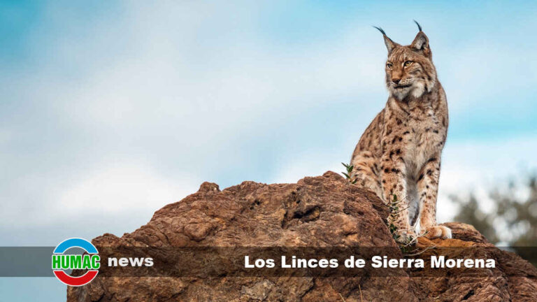 Los Linces de Sierra Morena - Humac