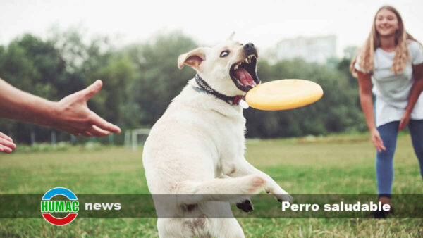 Perro saludable y activo. Formas para mantenerlo así - Humac