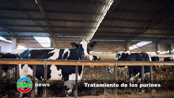 Tratamiento de los purines en la granja-tecnológica y métodos para el ...